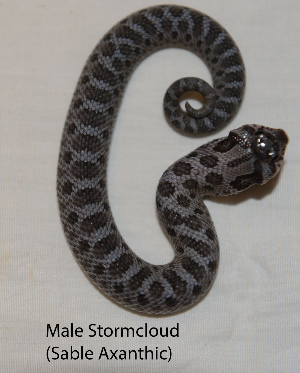 Male Stormcloud 50% Het For Albino Western Hognose by HC Premium ...