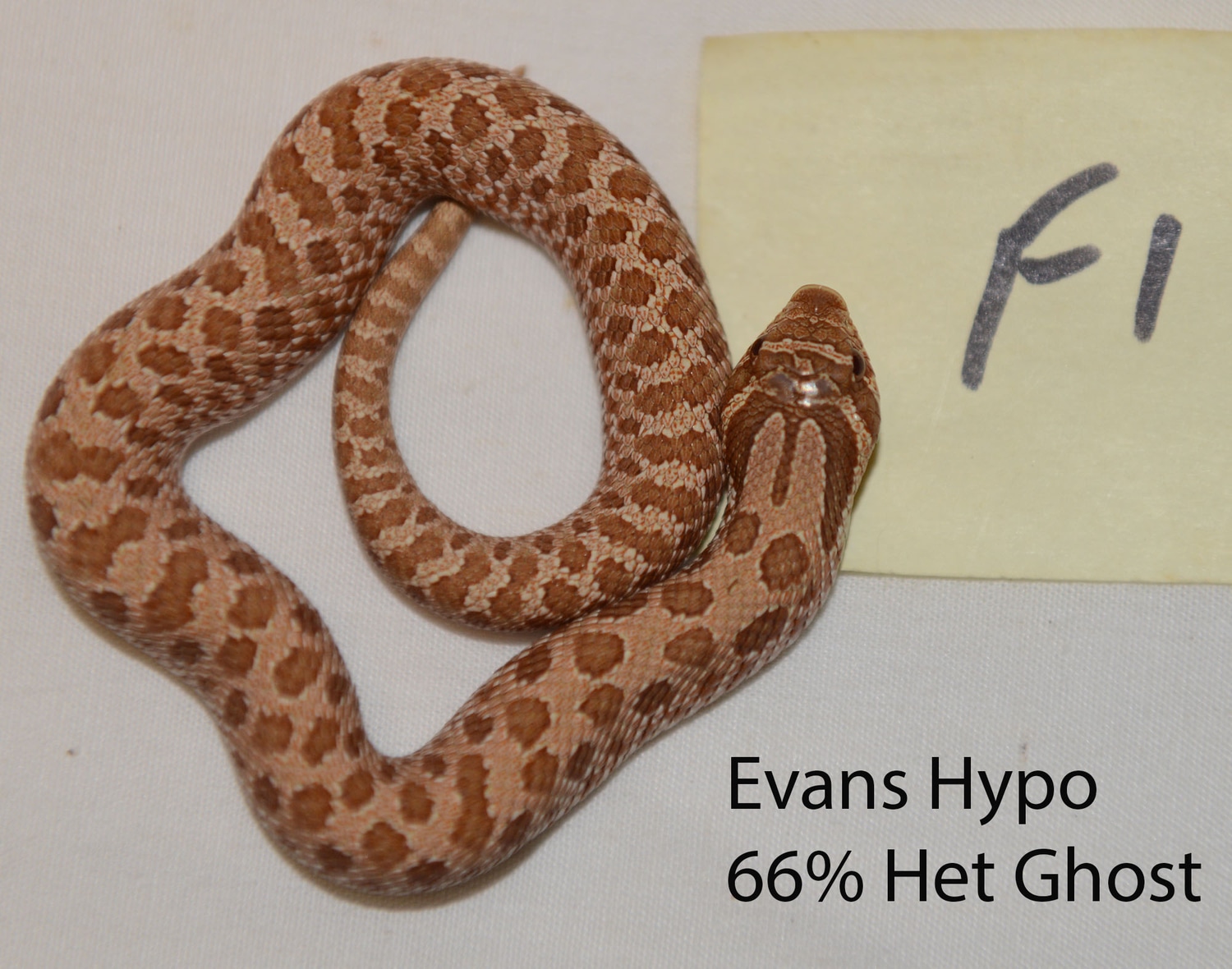 Evans Hypo 66% Het Ghost Western Hognose by HC Premium Reptiles ...