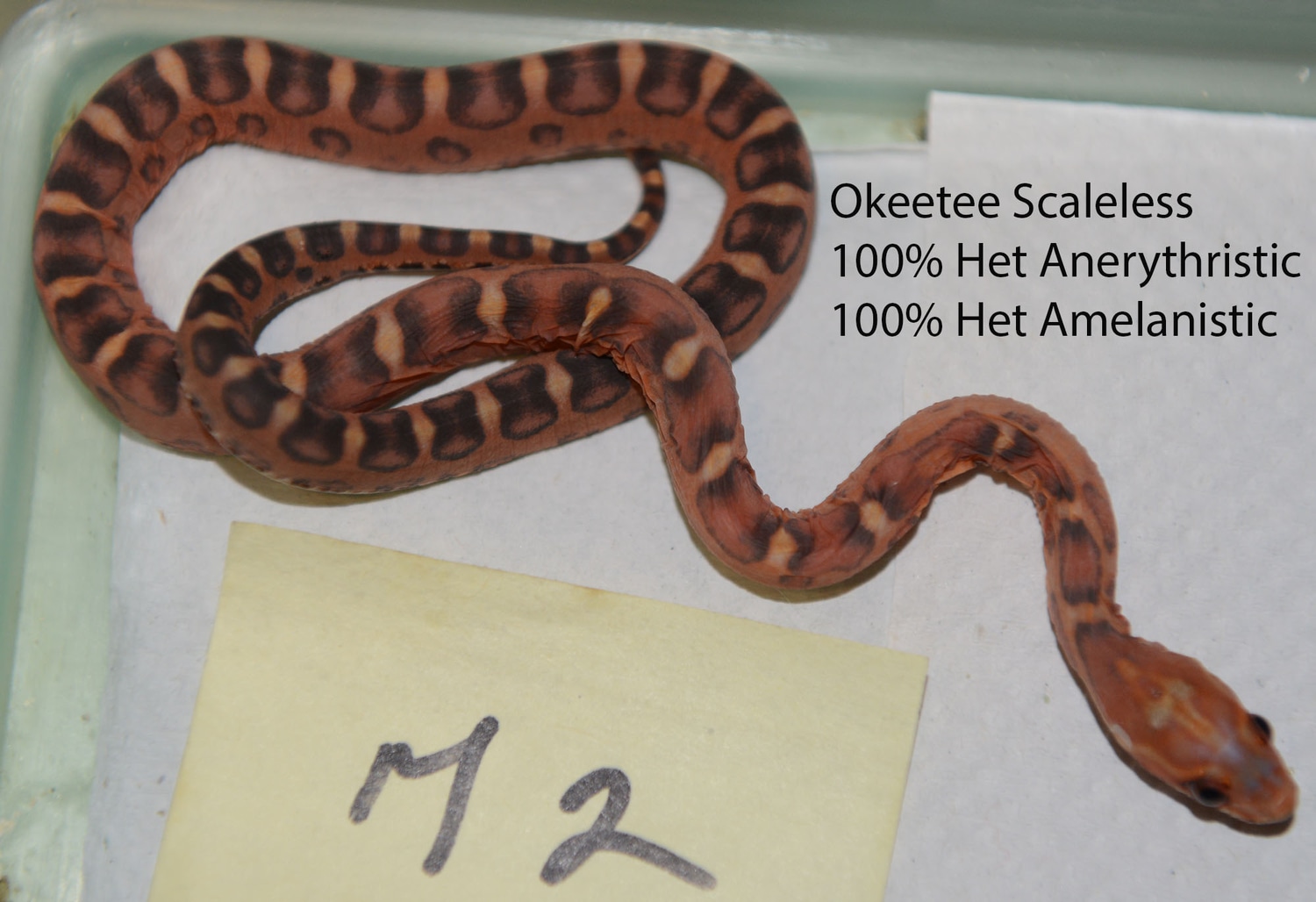 Okeetee Scaleless Het Amelanistic Het Anerythristic Corn Snake by HC ...