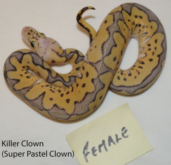 Killer Clown Ball Python by HC Premium Reptiles