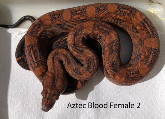 Aztec Blood Female Boa Boa Constrictor by HC Premium Reptiles