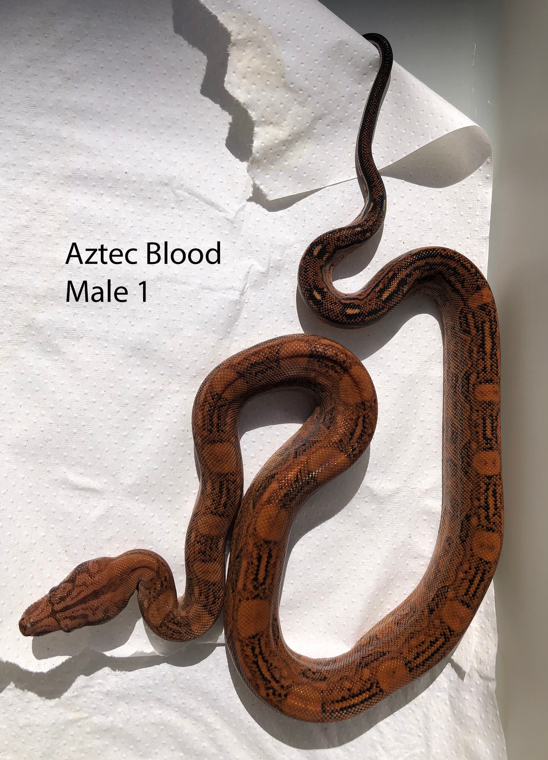 Aztec Blood Male Boa Boa Constrictor by HC Premium Reptiles - MorphMarket