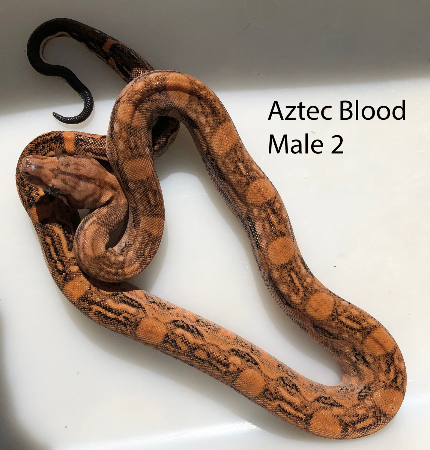 Aztec Blood Male Boa Boa Constrictor by HC Premium Reptiles - MorphMarket