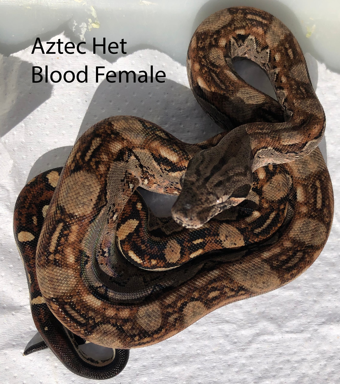 Aztec Het Blood Female Boa Constrictor by HC Premium Reptiles - MorphMarket