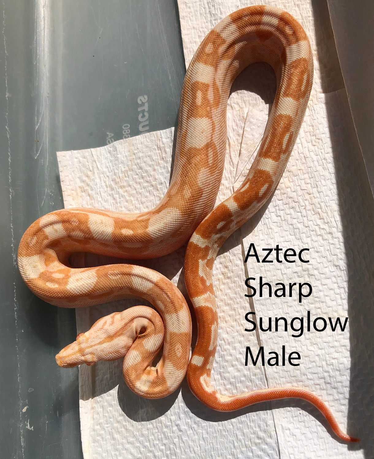 Aztec Sharp Sunglow Male Boa Boa Constrictor by HC Premium Reptiles ...