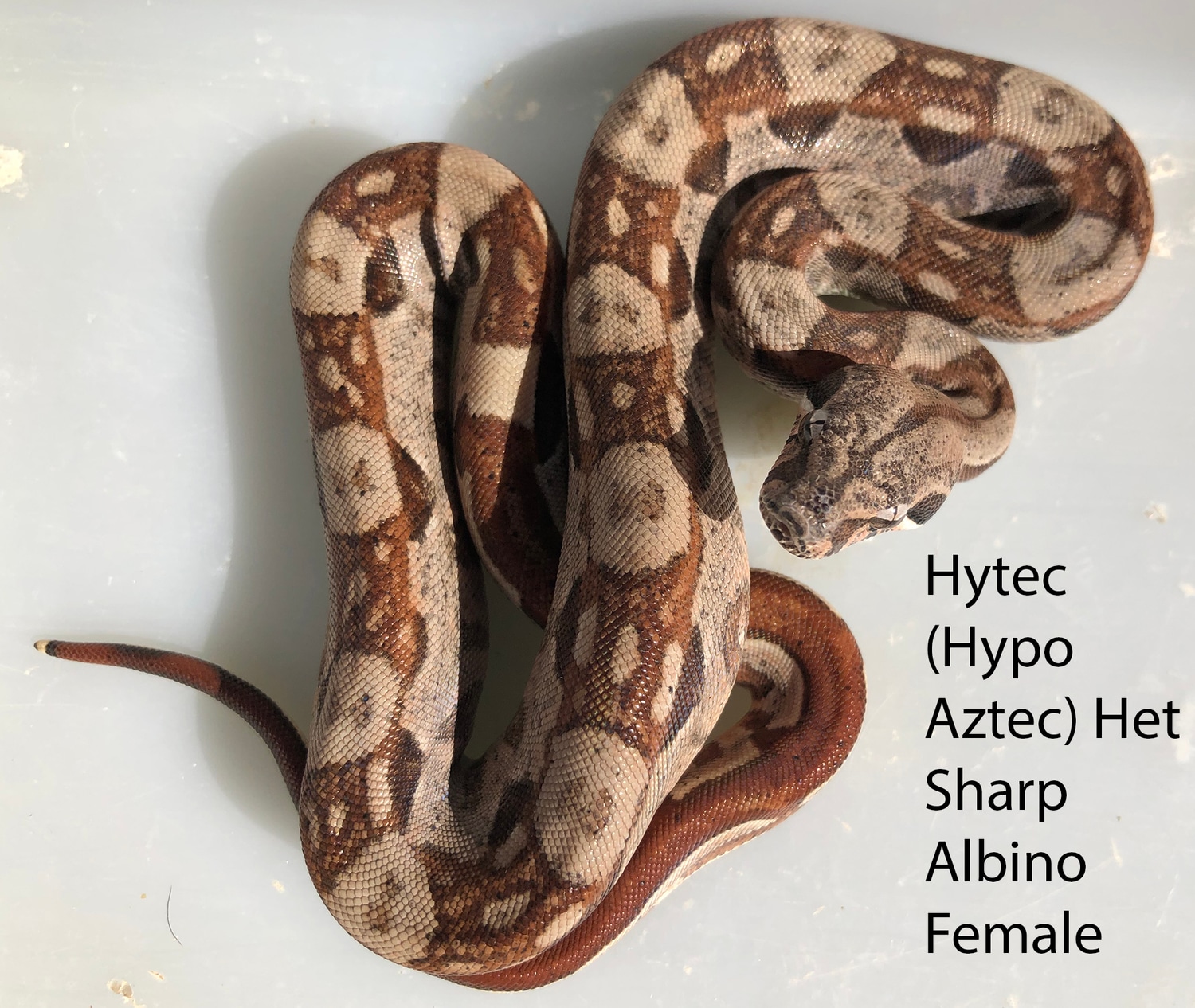 Hytec Het Sharp Albino Female Boa Constrictor by HC Premium Reptiles ...