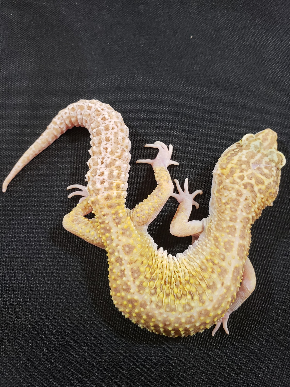 Raptor Leopard Gecko by Aquatic N Exotic Inc. - MorphMarket