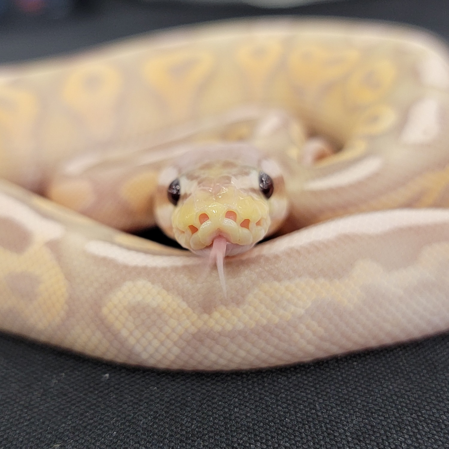 Cinnamon Banana Fire Ball Python by Aquatic N Exotic Inc. - MorphMarket