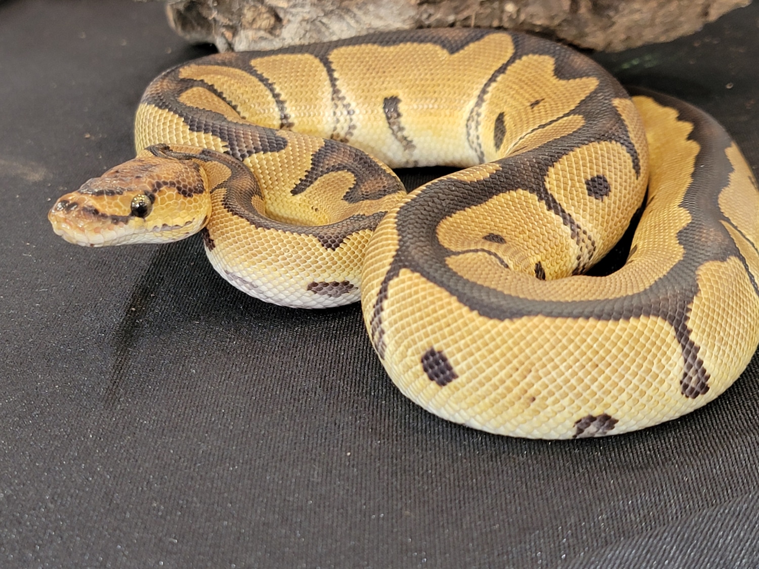 Leopard Blade Clown Ball Python by Aquatic N Exotic Inc. - MorphMarket