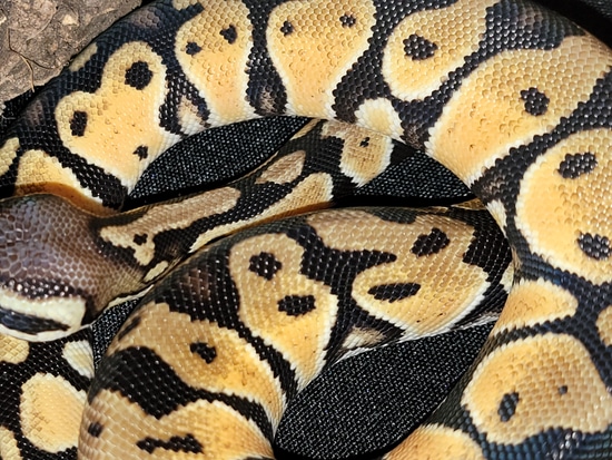 OD Fire Spector Ball Python by Aquatic N Exotic Inc.