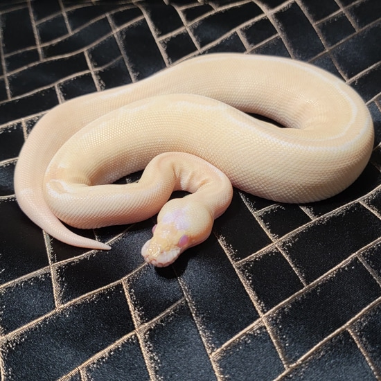 Albino Cinnamon Champagne Ball Python by Aquatic N Exotic Inc.