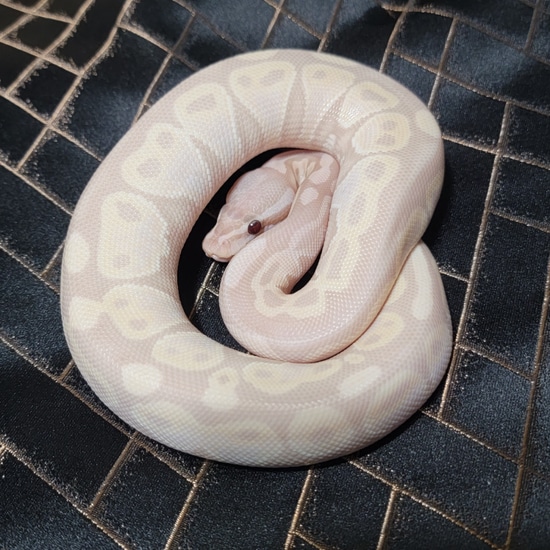 Super Banana Ball Python by Aquatic N Exotic Inc.