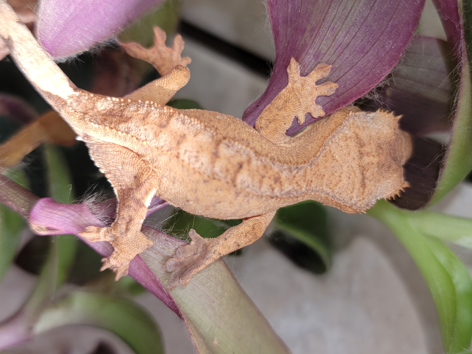 66% Het MSL Axanthic Crested Gecko by Aquatic N Exotic Inc. - MorphMarket