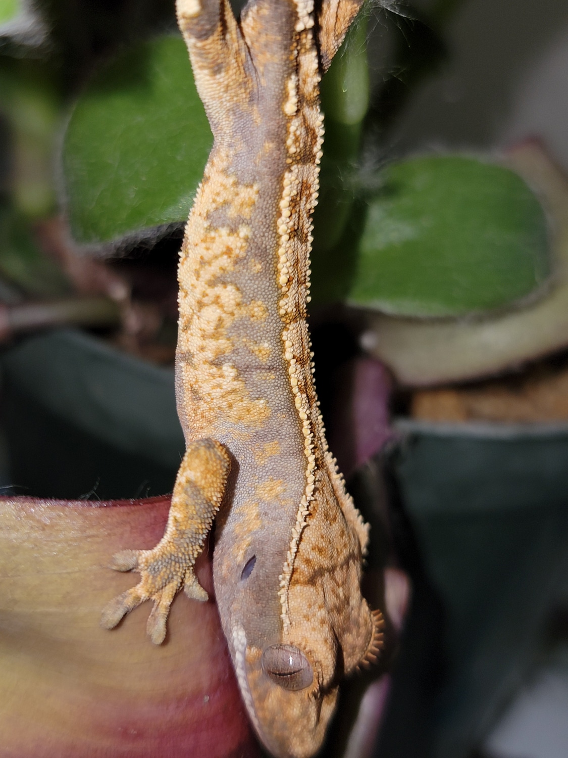 66% Het MSL Axanthic Crested Gecko by Aquatic N Exotic Inc. - MorphMarket