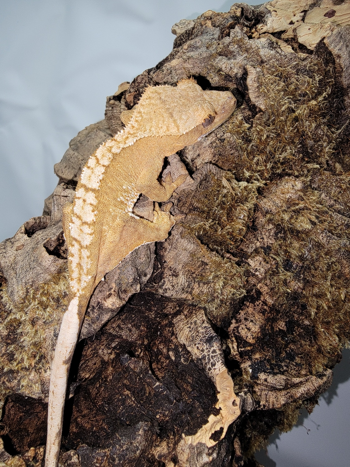 66% MSL Het Axanthic Crested Gecko by Aquatic N Exotic Inc. - MorphMarket