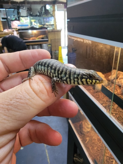 Kenyan Zebra Skink Other Skink by Aquatic N Exotic Inc.