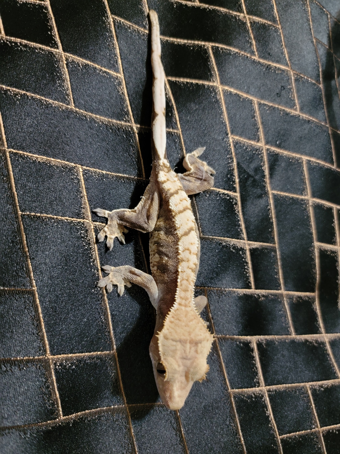 66% Het Axanthic Crested Gecko by Aquatic N Exotic Inc. - MorphMarket