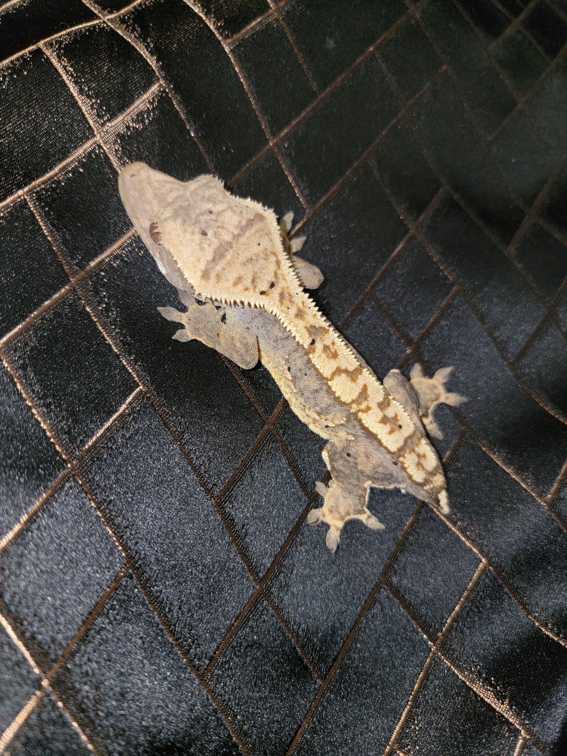 66% Het Axanthic Crested Gecko by Aquatic N Exotic Inc. - MorphMarket