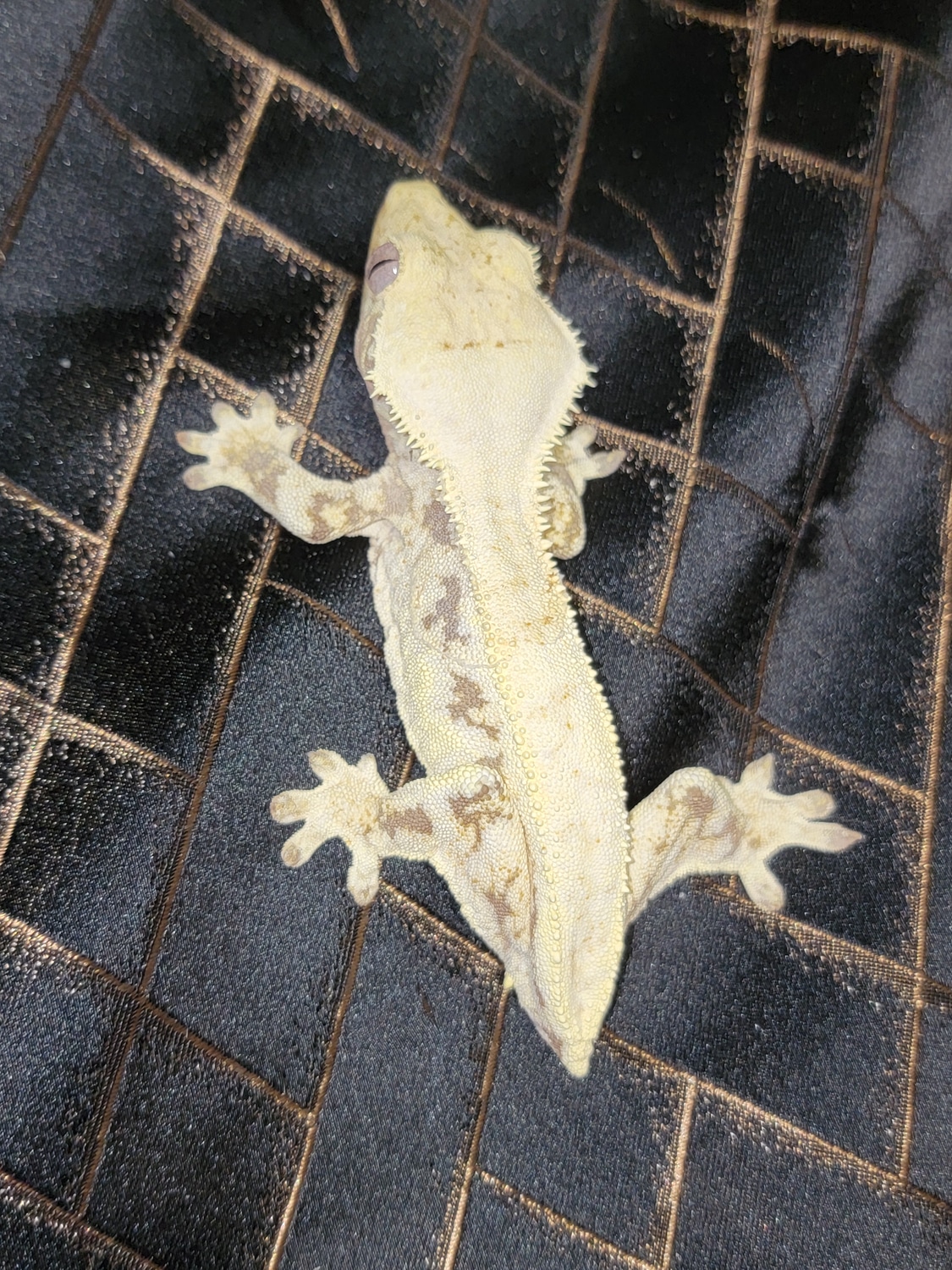 66% Het Axanthic Lilly White Crested Gecko by Aquatic N Exotic Inc ...