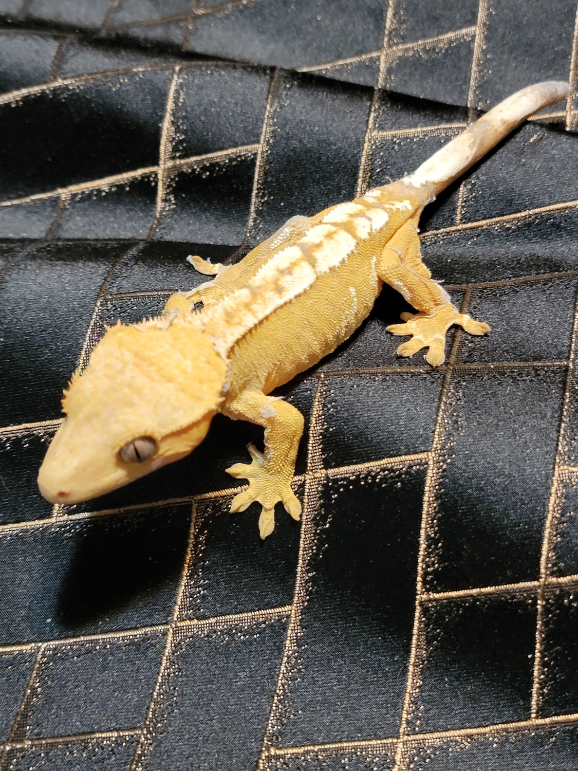 66% Het Axanthic *Visual Clutchmate* Crested Gecko by Aquatic N Exotic ...
