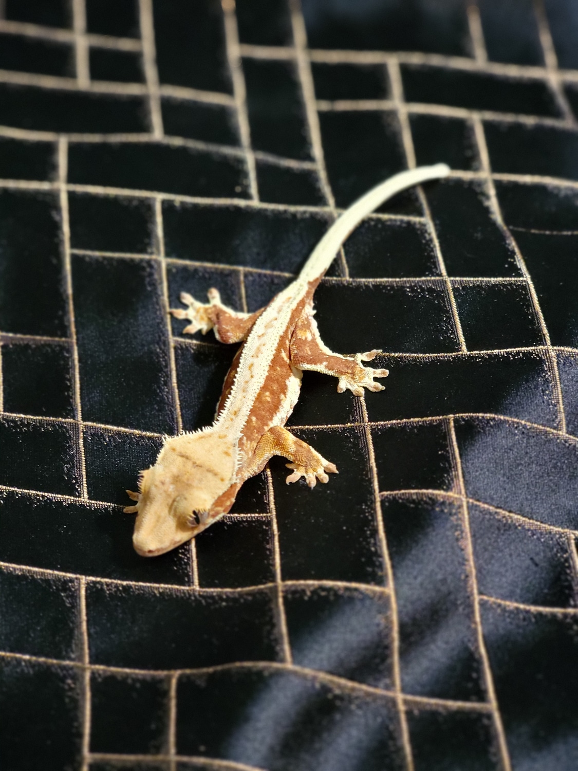 66% Het Axanthic (Visual Clutchmate) Red Lilly White Crested Gecko by ...