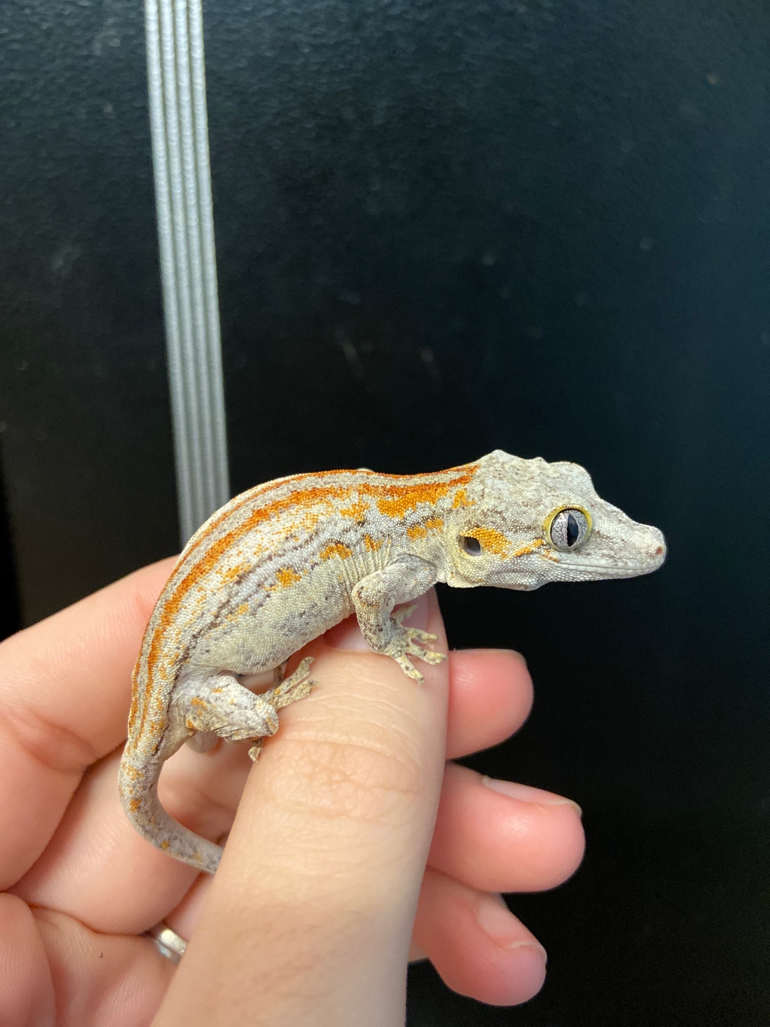 Red Stripe Gargoyle Gecko by Aquatic N Exotic Inc. - MorphMarket