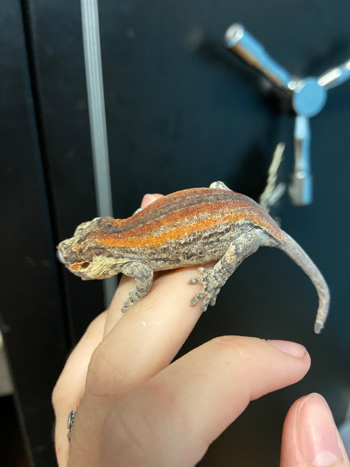Sizzle'n Bacon Gargoyle Gecko by Aquatic N Exotic Inc. - MorphMarket