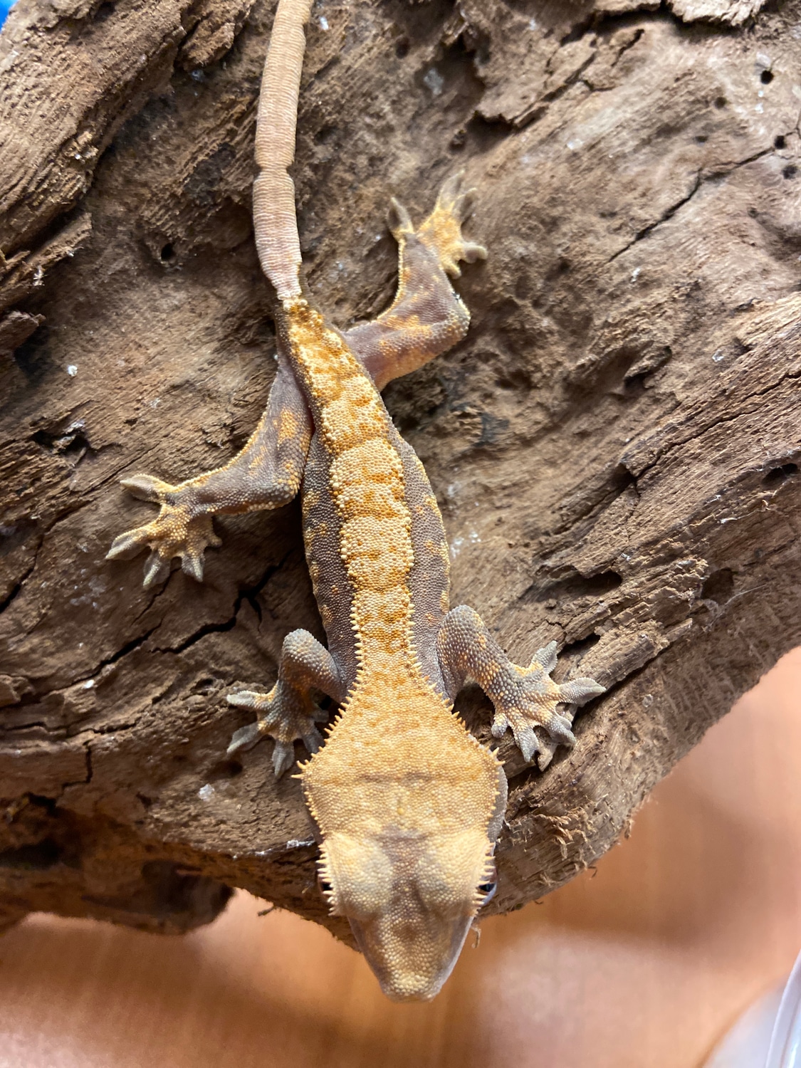 66% HET Axanthic Crested Gecko by Aquatic N Exotic Inc. - MorphMarket