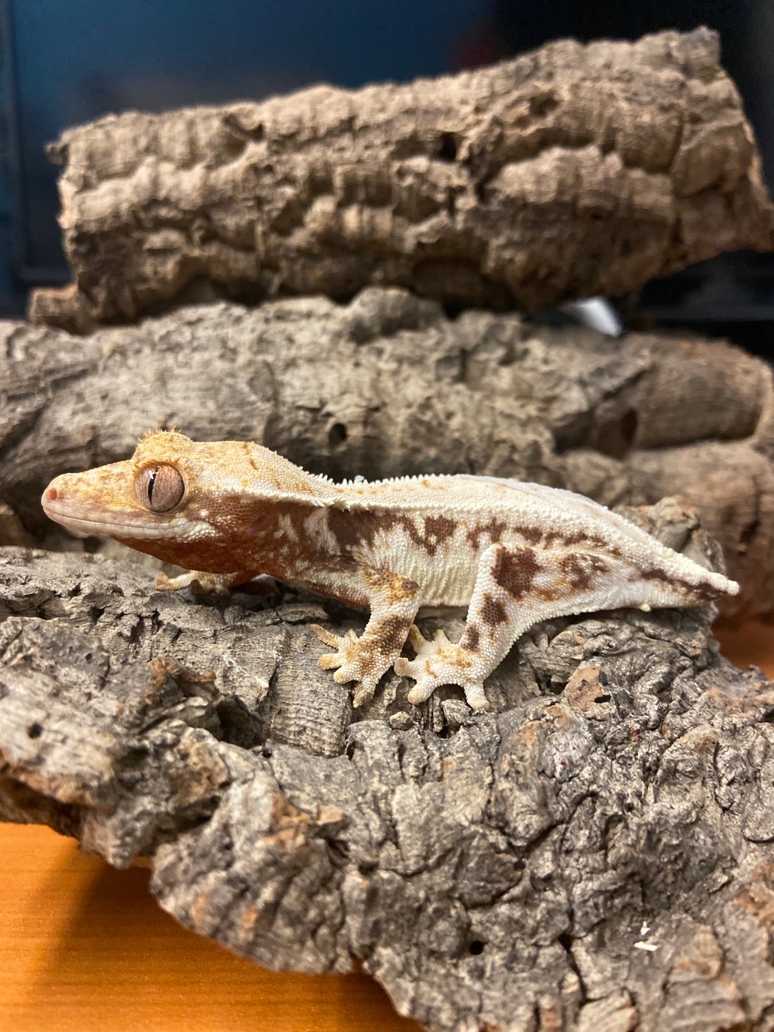 66% HET Axanthic Red Lilly White Crested Gecko by Aquatic N Exotic Inc. - MorphMarket