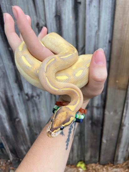 Enchi Highway Female Ball Python by Aquatic N Exotic Inc.