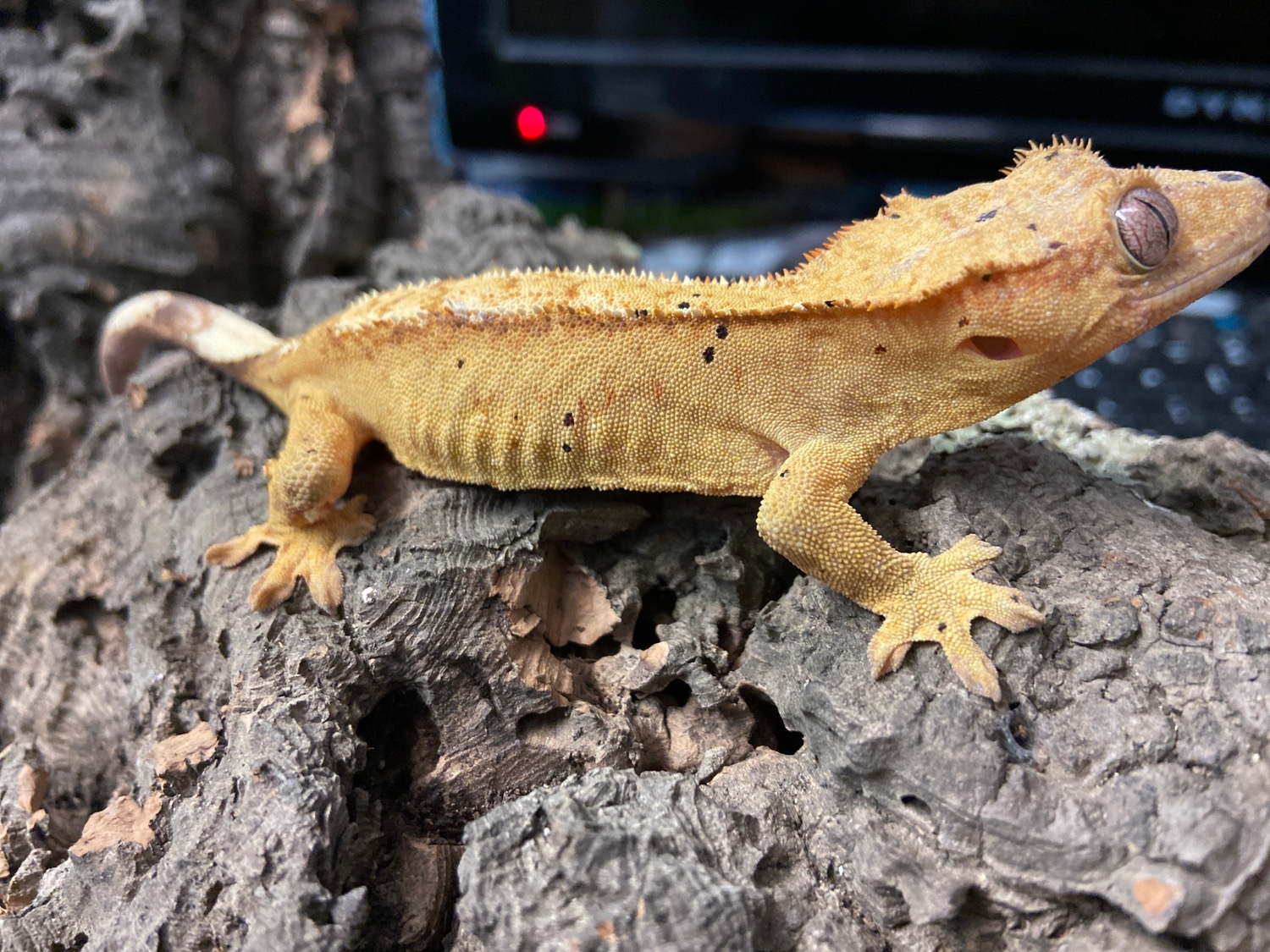 66% HET Axanthic Crested Gecko by Aquatic N Exotic Inc. - MorphMarket