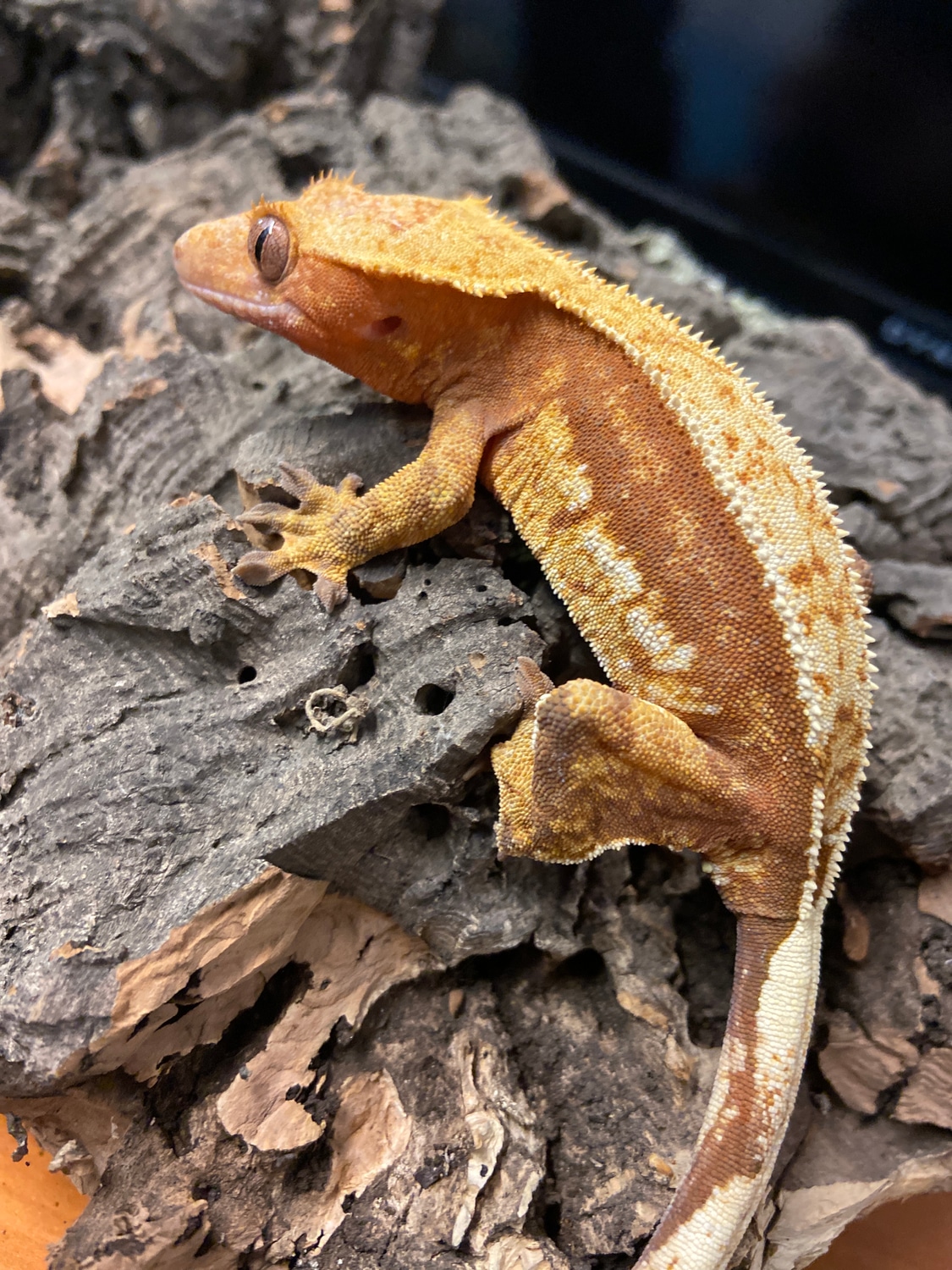 66% HET Axanthic Crested Gecko by Aquatic N Exotic Inc. - MorphMarket