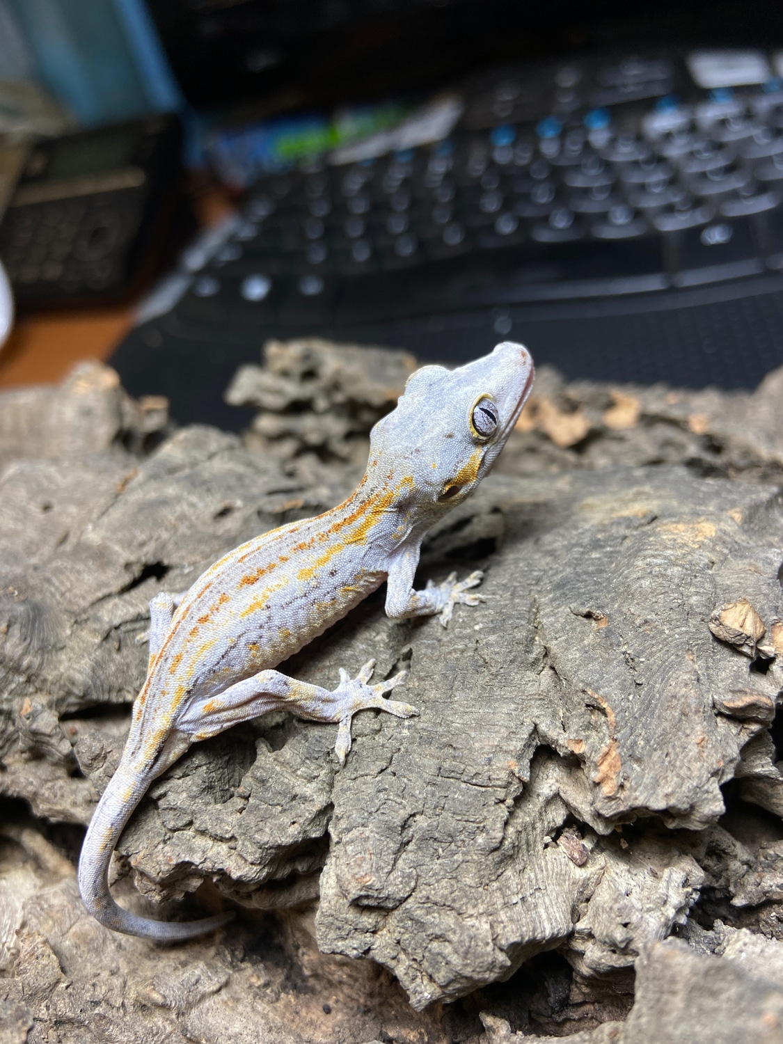 Gargoyle Gecko by Aquatic N Exotic Inc. - MorphMarket