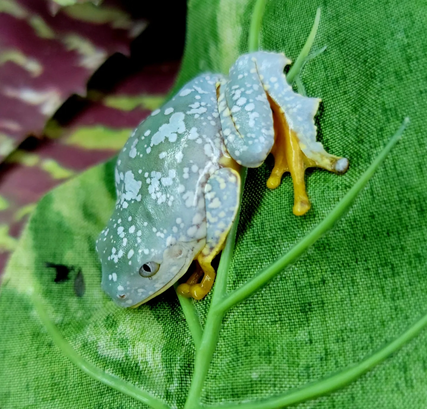 CBB Peruvian Fringed Leaf Frogs Other Tree Frog by Aquatic N Exotic Inc. - MorphMarket