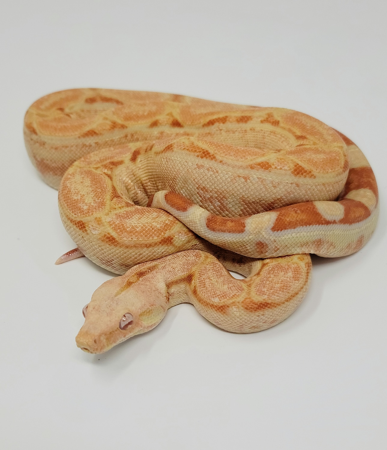 Kubsch Pastel Albino(Kahl) Squaretail Boa Constrictor by Aquatic N ...