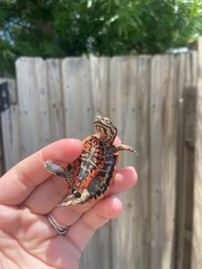 BABY Geoffrey’s Side Neck Turtle Side-Necked Turtle by Aquatic N Exotic ...
