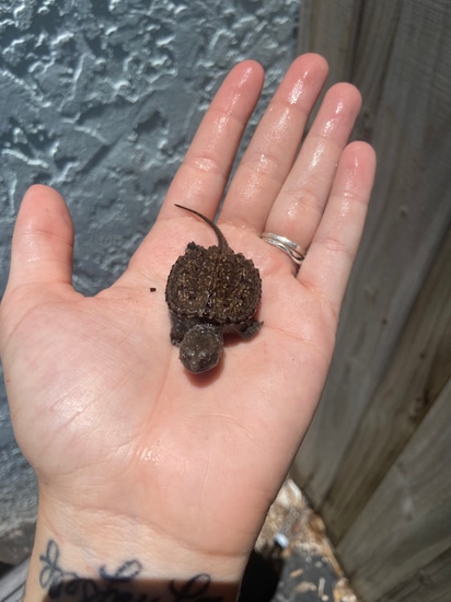 FLORIDA Snapping Turtle by Aquatic N Exotic Inc.