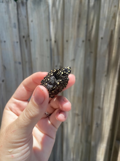 Indian Spotted Pond Pond Turtle by Aquatic N Exotic Inc.