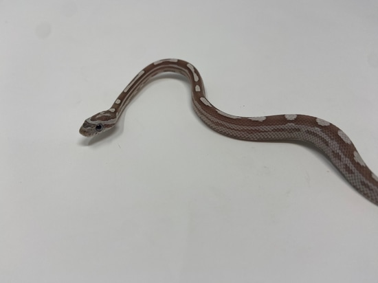 Anery Motley Corn Snake by Aquatic N Exotic Inc.