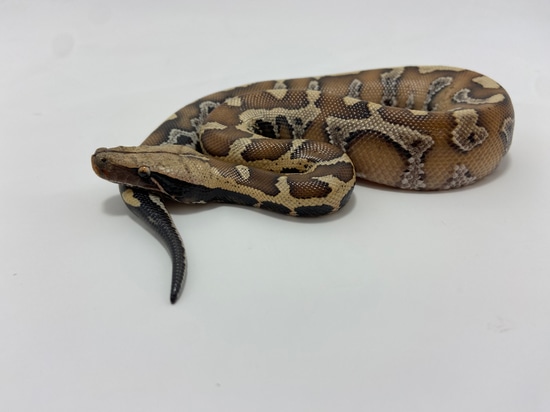 Normal Blood Python by Aquatic N Exotic Inc.