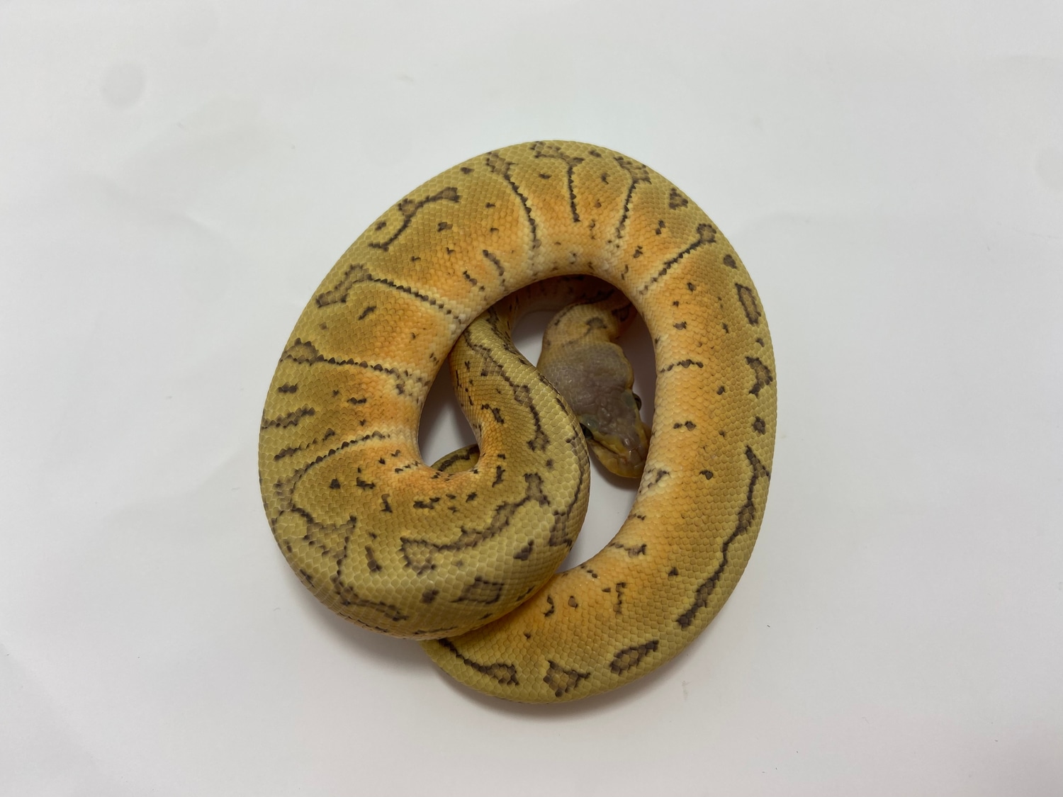Lemon Blast Orange Ghost Ball Python by Aquatic N Exotic Inc. - MorphMarket
