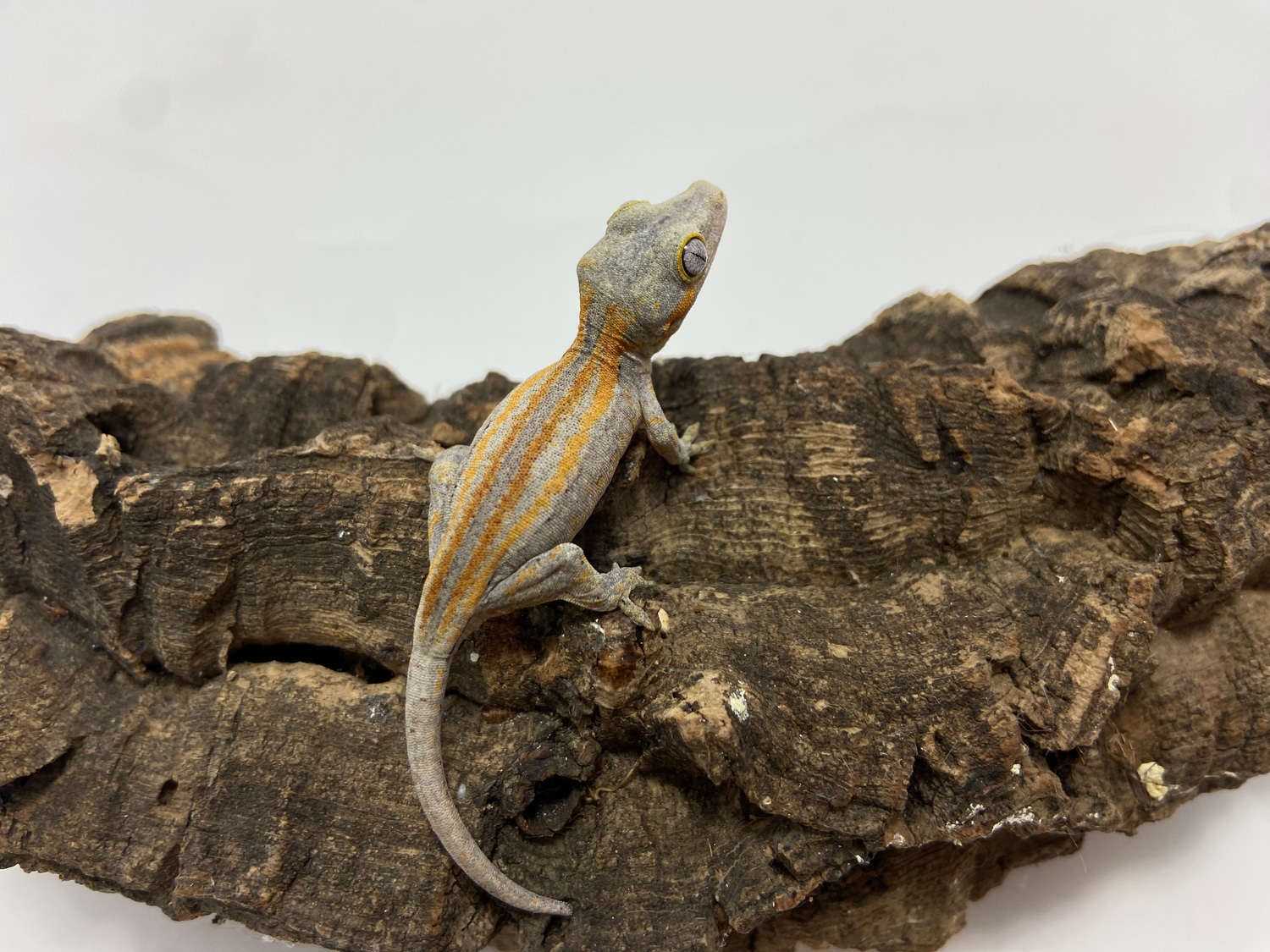 Gargoyle Gecko by Aquatic N Exotic Inc. - MorphMarket