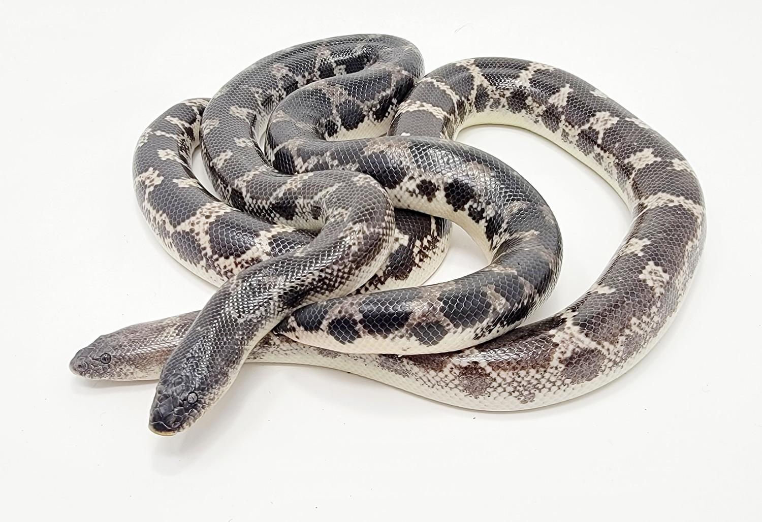 1.1 Anery LTC Saharan Sand Boa by Aquatic N Exotic Inc. - MorphMarket