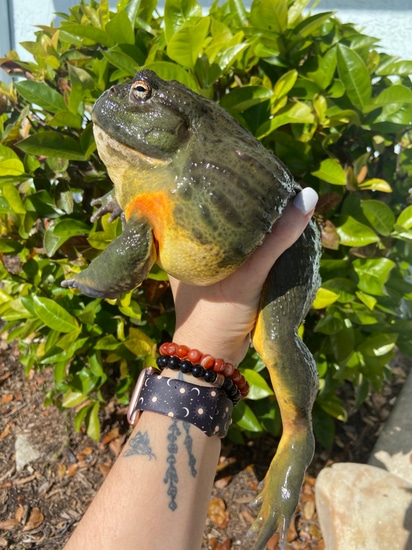 Pixie Frog Bullfrog by Aquatic N Exotic Inc.