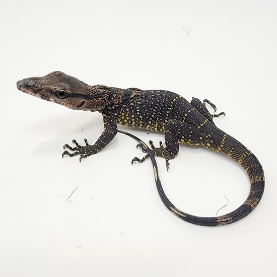 2024 CB Baby Black Roughneck Monitors by Aquatic N Exotic Inc.