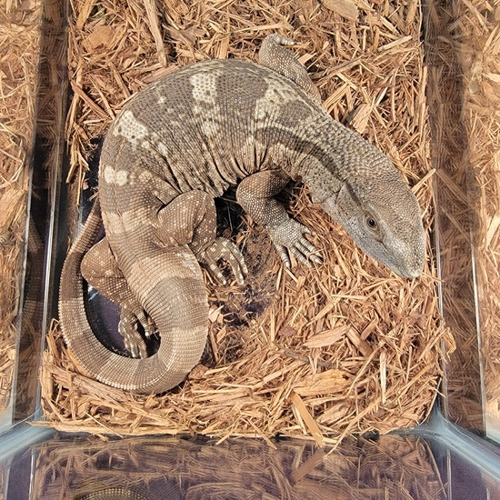 2023 Cape Banded Whitethroat White-Throated Monitor by Aquatic N Exotic ...