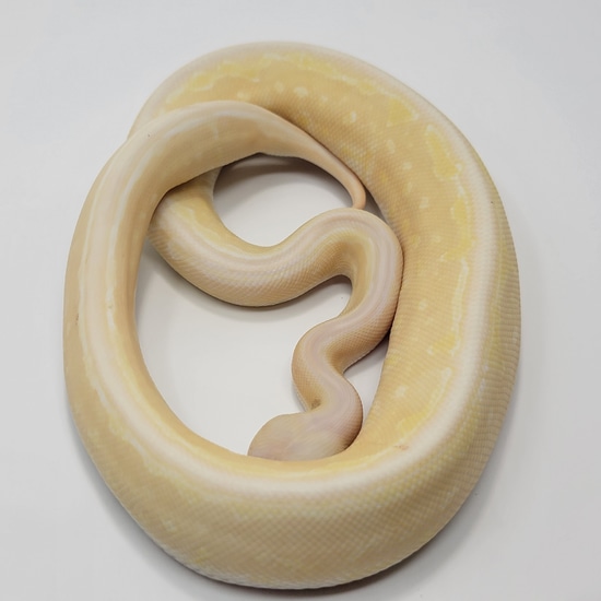 Albino Cinny Pin Ball Python by Aquatic N Exotic Inc.