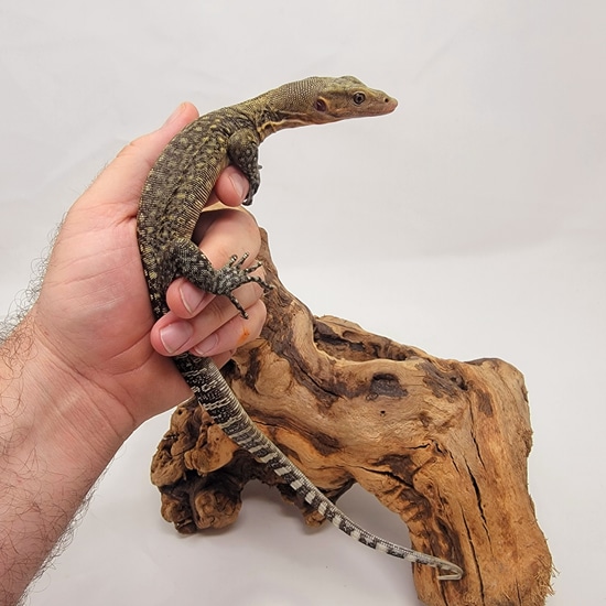 Quince Monitor Other Monitor by Aquatic N Exotic Inc.