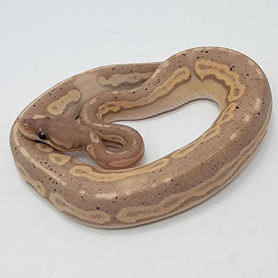 Banana Blackhead Cinnamon Mojave Vanilla Ball Python by Aquatic N ...