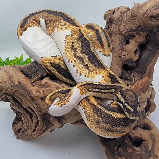 Yellowbelly Pied Ball Python by Aquatic N Exotic Inc.